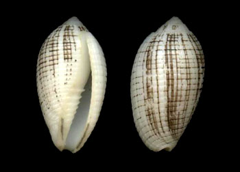涡螺总科 Volutacea 蓝色动物学（中国动物学科普）